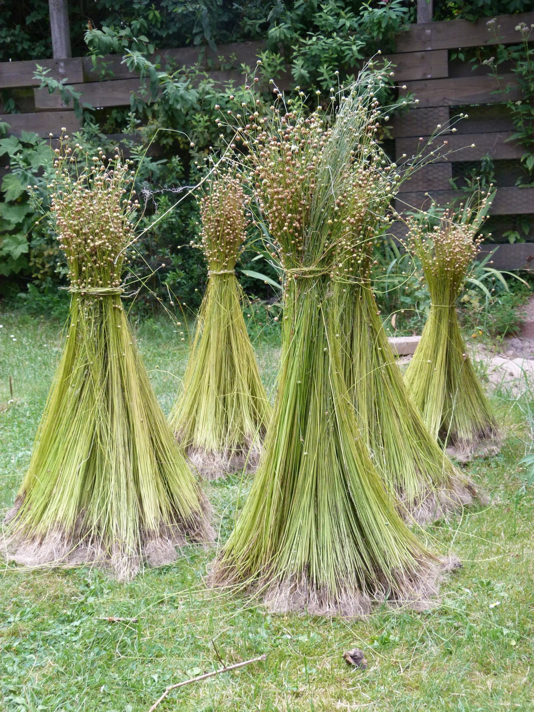 Flax Fibre Extraction Techniques in the Late Middle Ages | The EXARC ...