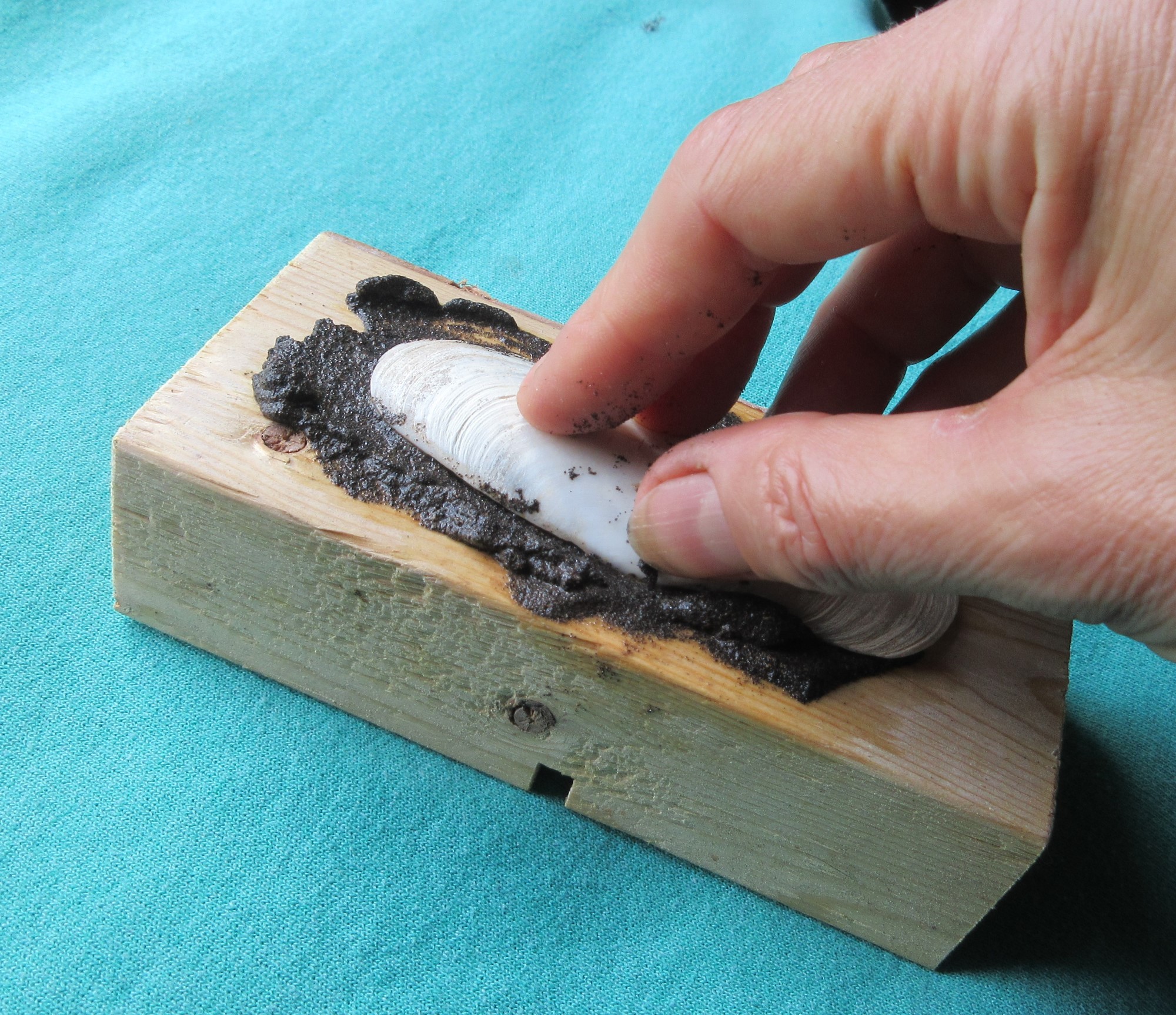 Function Follows Form: Assessing the Functionality of Shells and ...