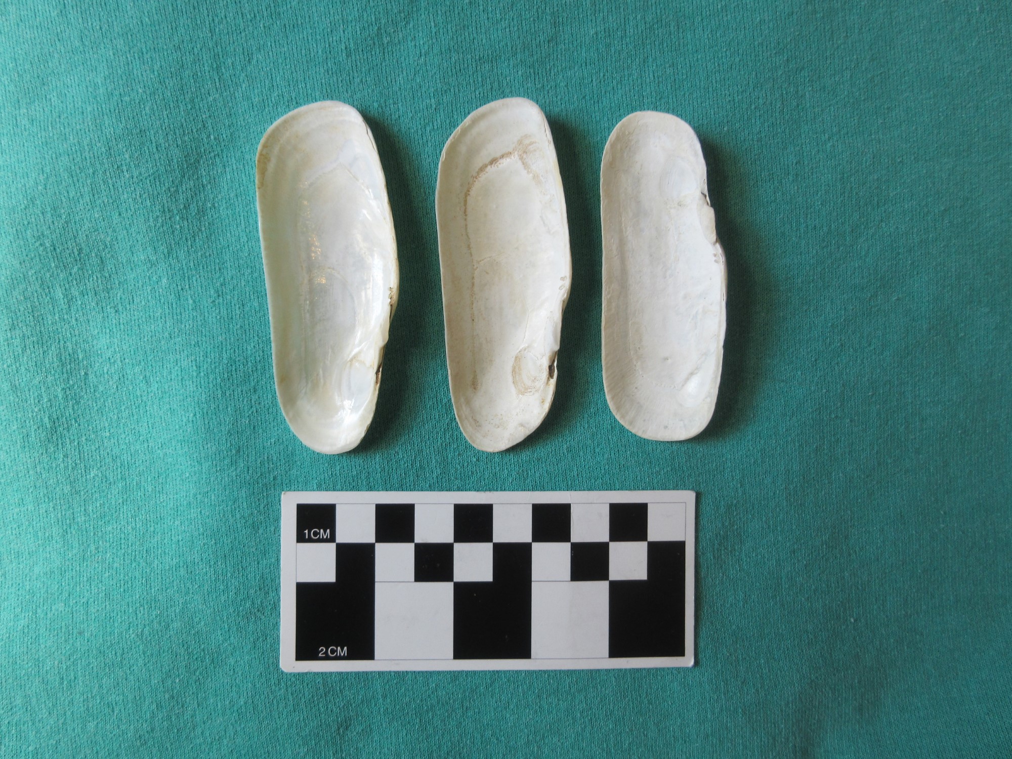 Function Follows Form: Assessing the Functionality of Shells and ...