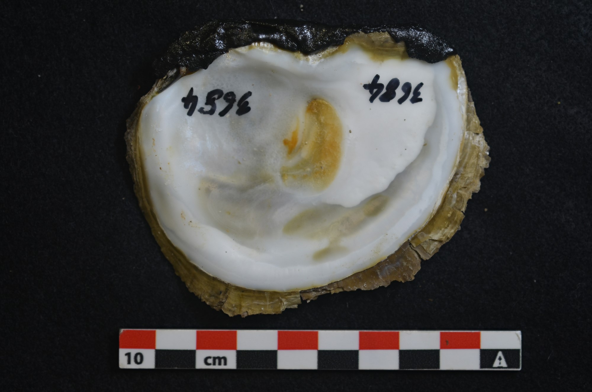 An Experimental Investigation of Alternative Neolithic Harvesting Tools ...