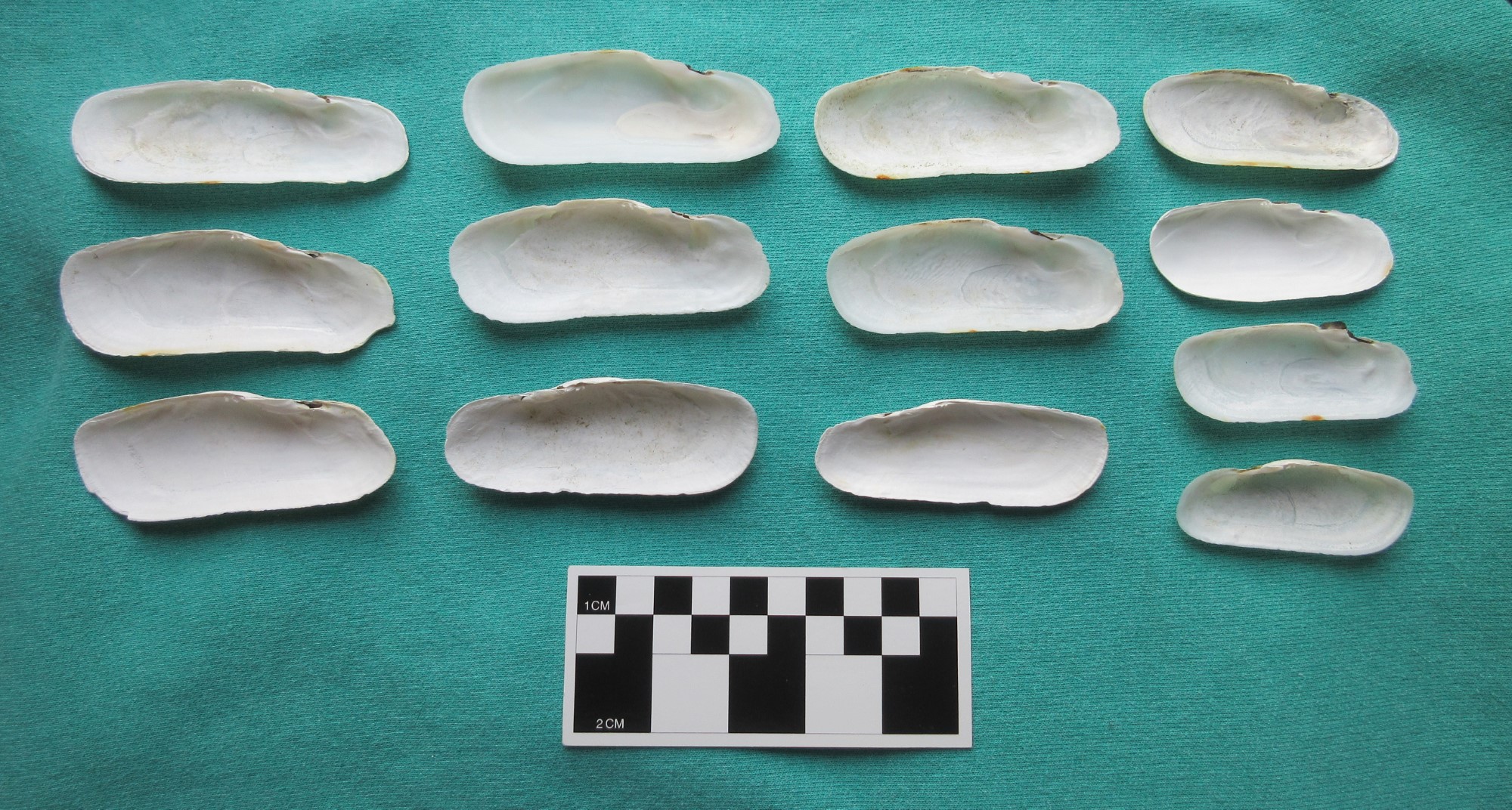 Function Follows Form: Assessing the Functionality of Shells and ...