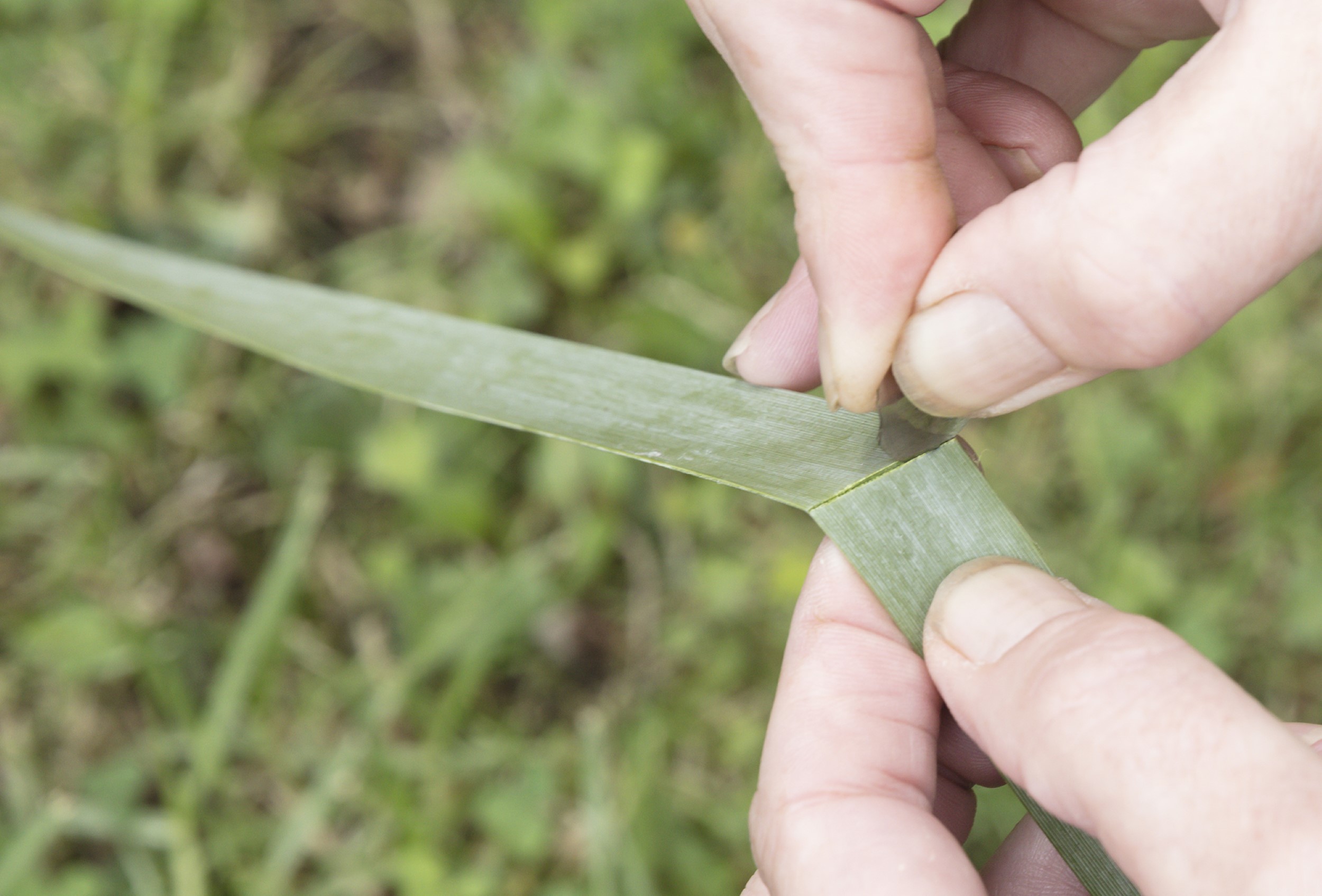 Replication of a Maori Ethnographic Textile Hem Border Pattern | The ...