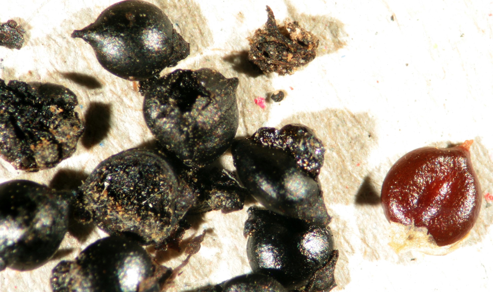 Pit Preserve from Ida – on the Problem of Charred Seeds from ...