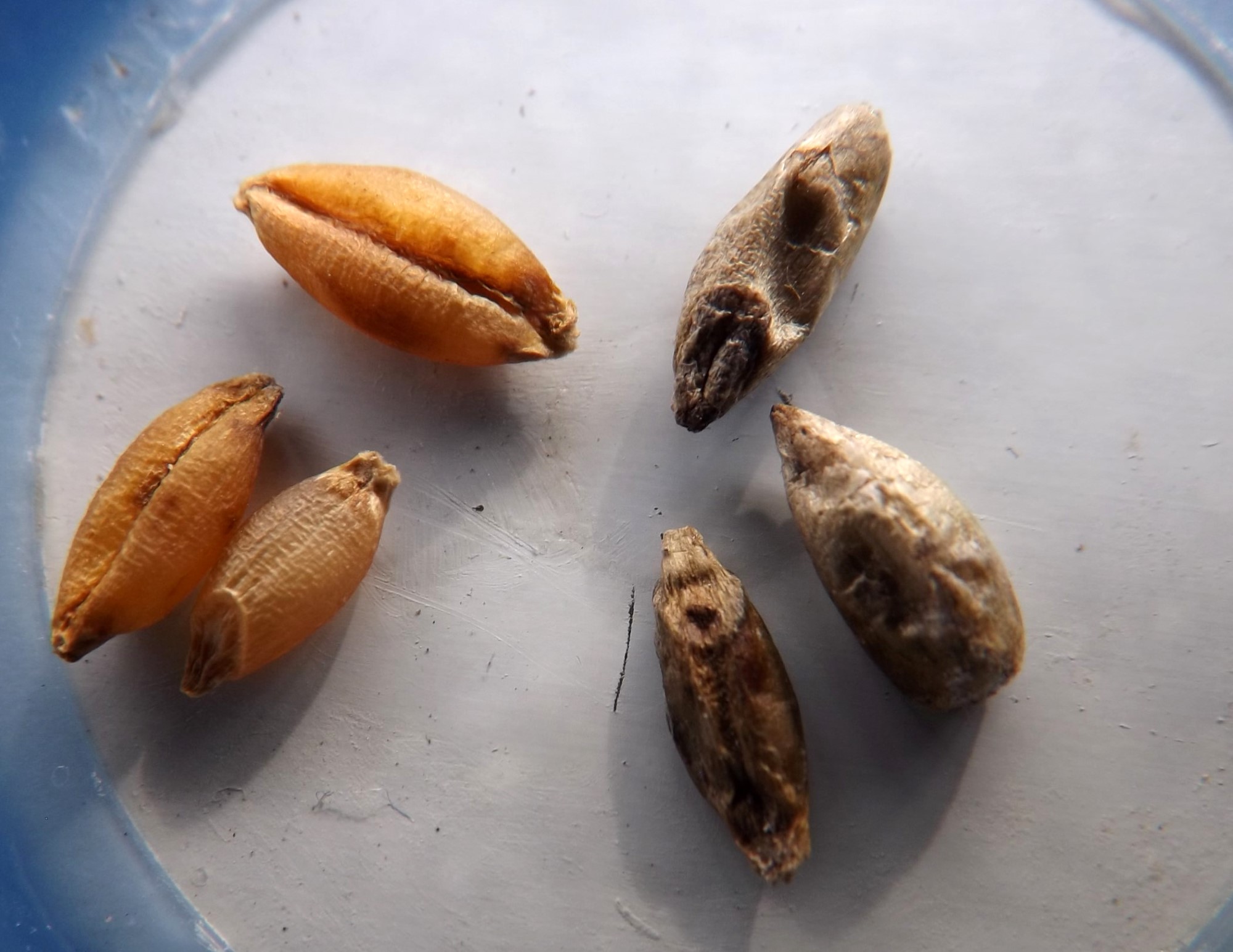 Pit Preserve from Ida – on the Problem of Charred Seeds from ...