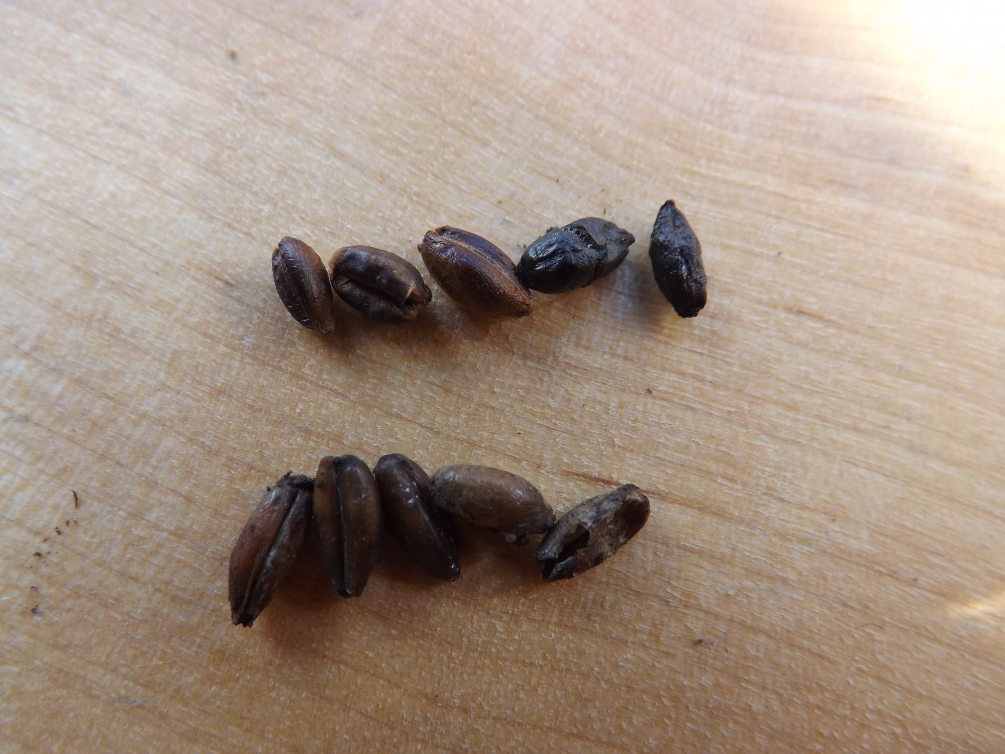 Pit Preserve from Ida – on the Problem of Charred Seeds from ...