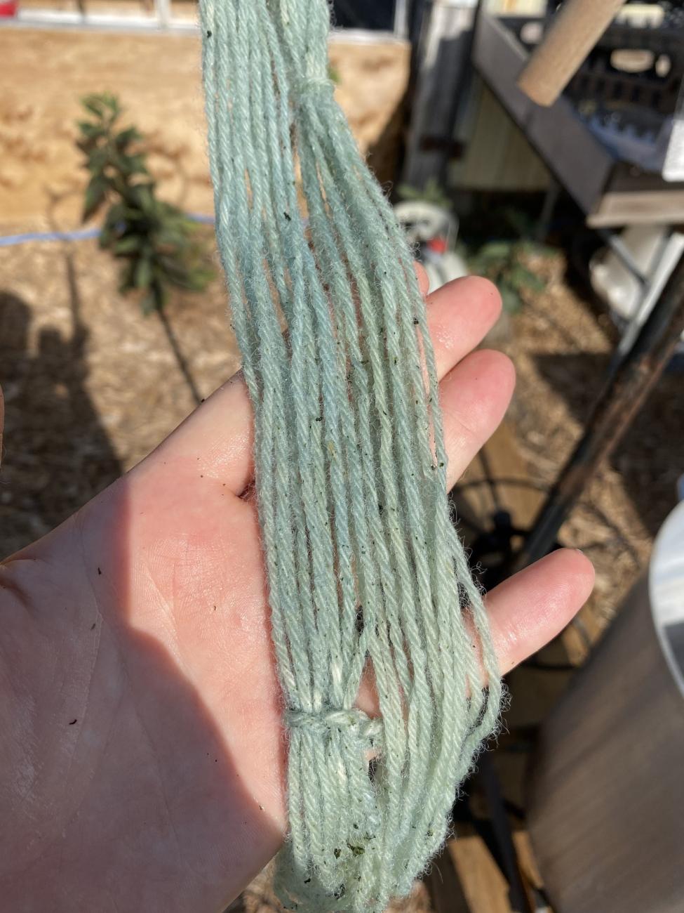 Adventures in Woad: Woad Dyeing in the Ancient, Medieval, and Modern ...