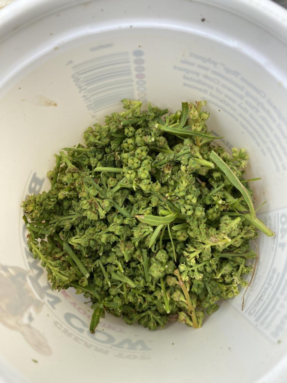 Adventures in Woad: Woad Dyeing in the Ancient, Medieval, and Modern ...
