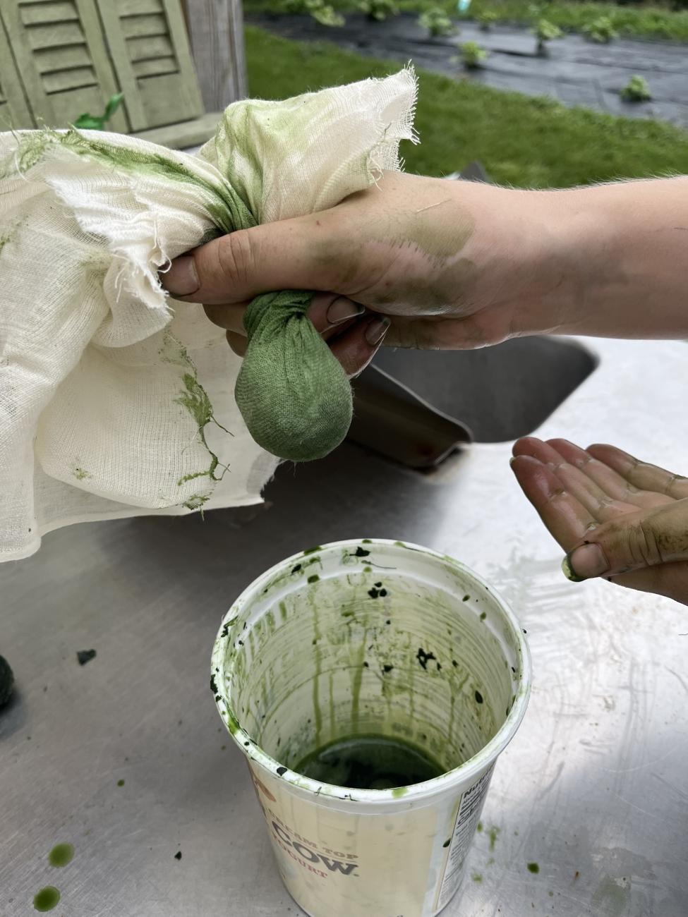 Adventures in Woad: Woad Dyeing in the Ancient, Medieval, and Modern ...