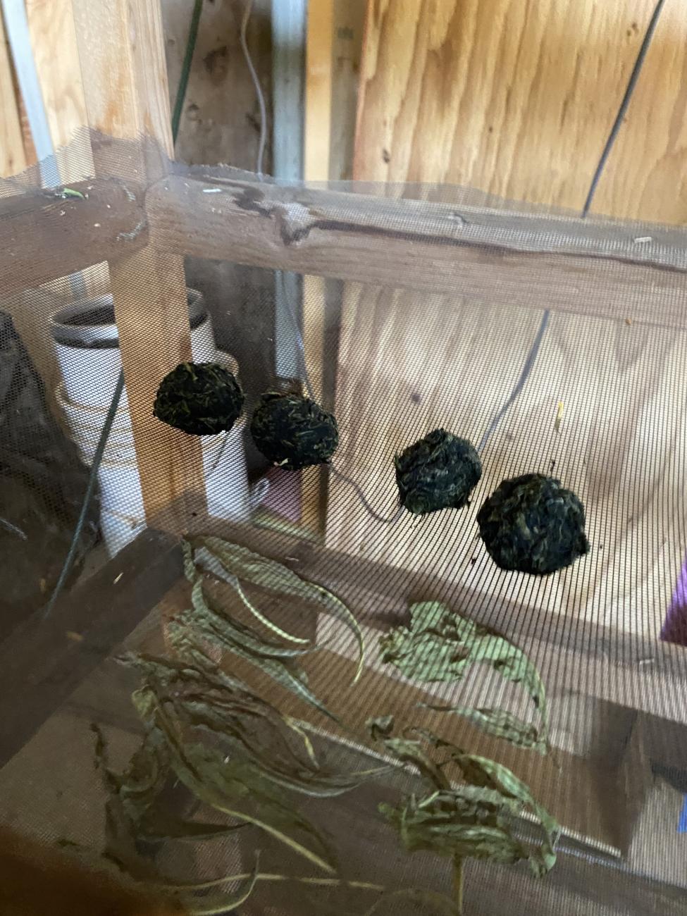 Adventures in Woad: Woad Dyeing in the Ancient, Medieval, and Modern ...