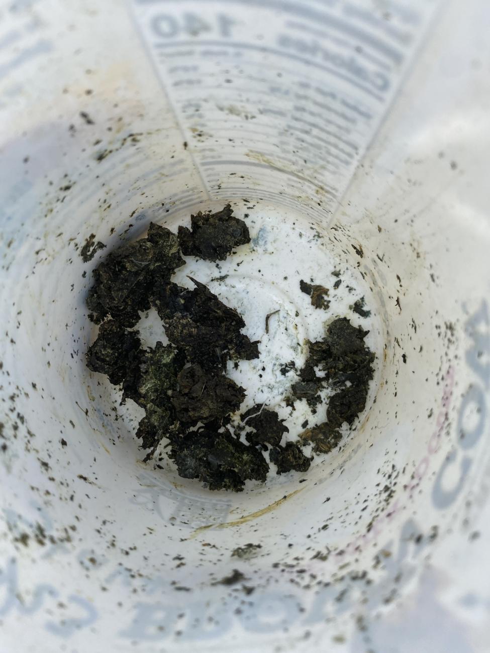 Adventures in Woad: Woad Dyeing in the Ancient, Medieval, and Modern ...