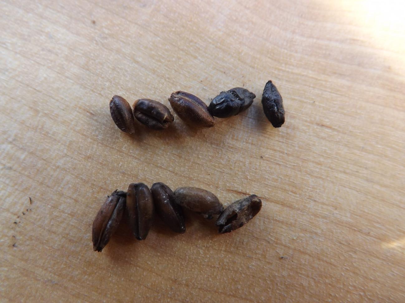 Pit Preserve from Ida – on the Problem of Charred Seeds from ...