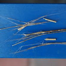 Flax Fibre Extraction Techniques in the Late Middle Ages | EXARC