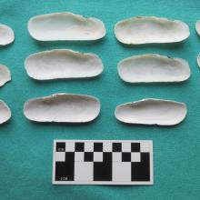 Function Follows Form: Assessing the Functionality of Shells and ...